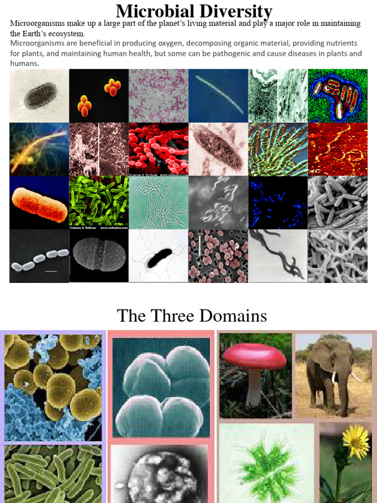 Microbial Diversity 2024 | PDF | Microorganism | Bacteria