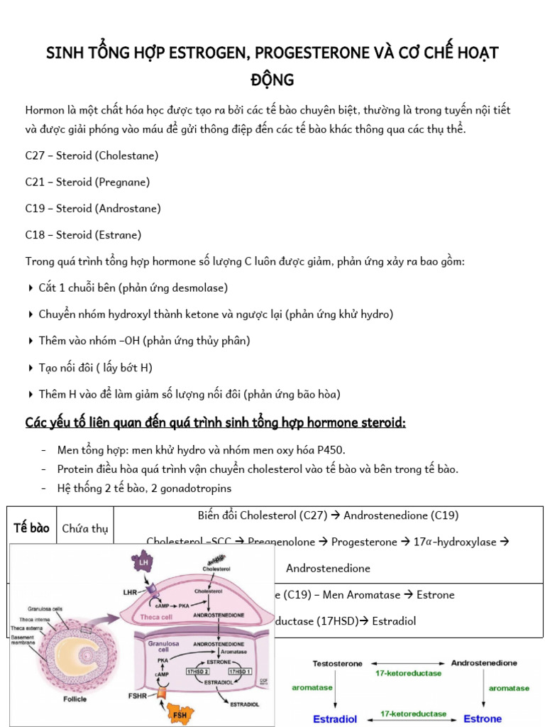 Estrogen Và Progesterone | PDF