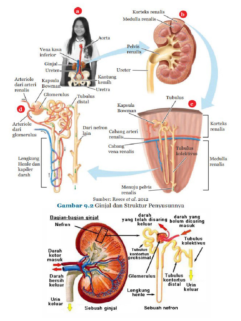Gambar Ginjal | PDF