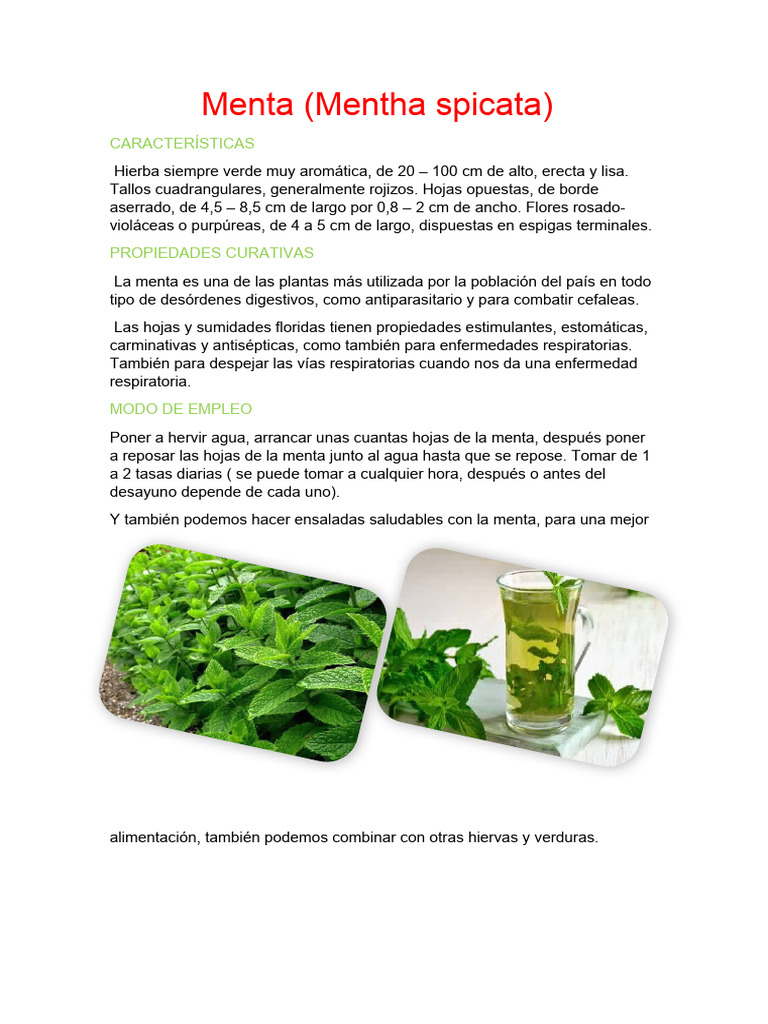 Características y usos de la menta | PDF