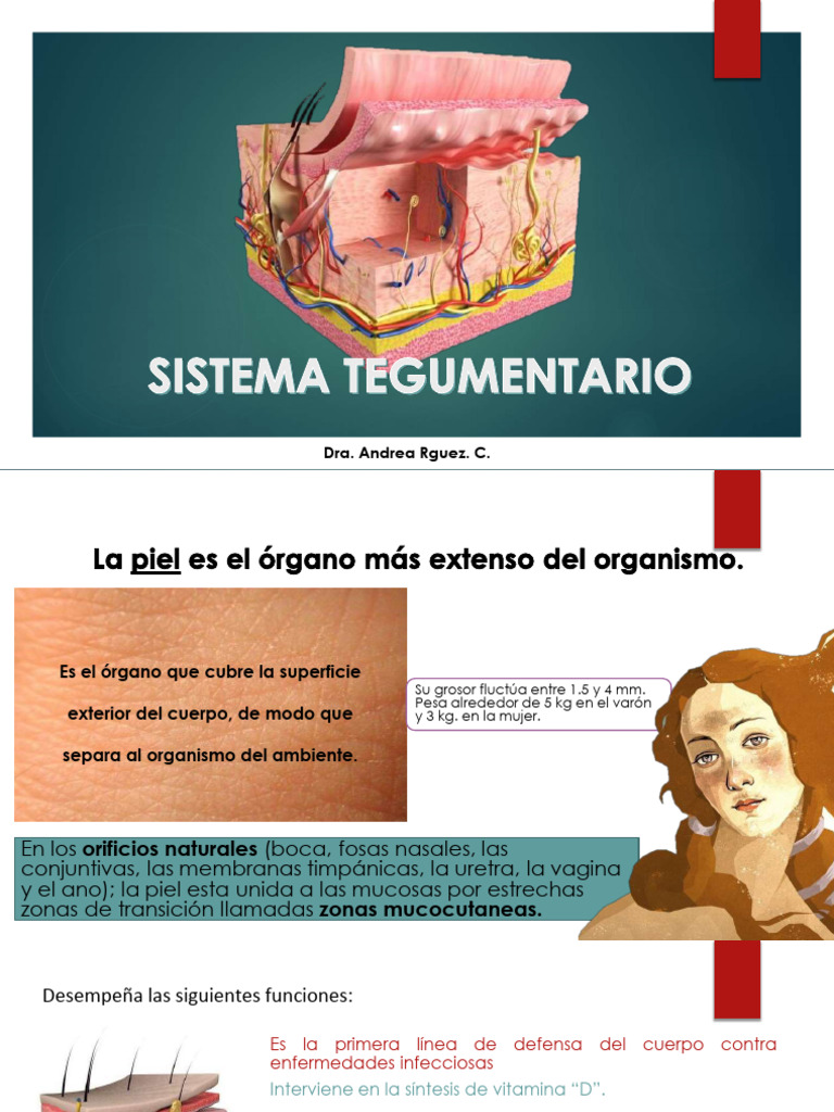 Sistema Tegumentario | PDF | Piel | Sistema tegumentario