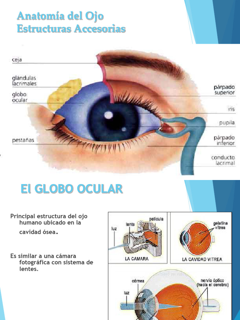 01 - Clase 1 - El Ojo y La Visión - Trabajo en Clases | Descargar gratis PDF | Ojo humano ...