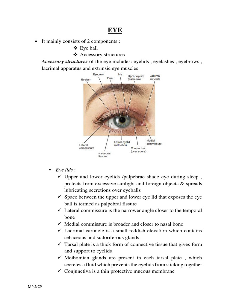 Eye & Ear | PDF | Ear | Retina