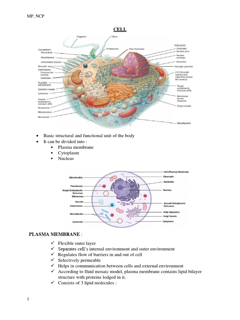 CELL | PDF | Endoplasmic Reticulum | Cell Membrane