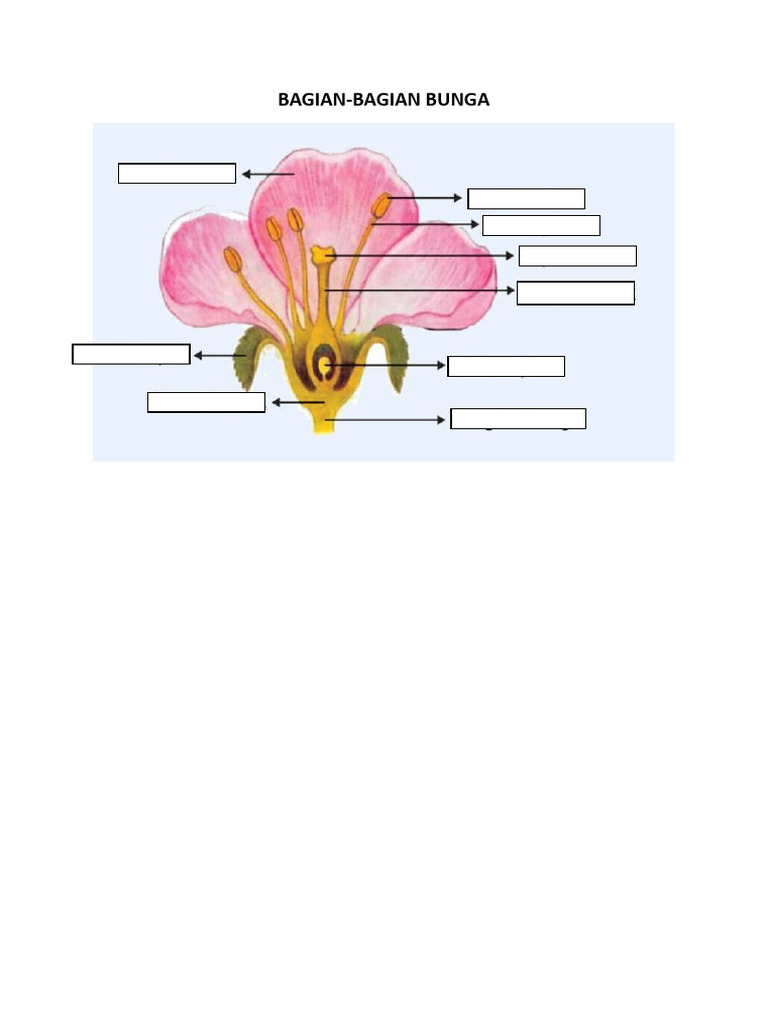 LKS Bagian-bagian Bunga | PDF