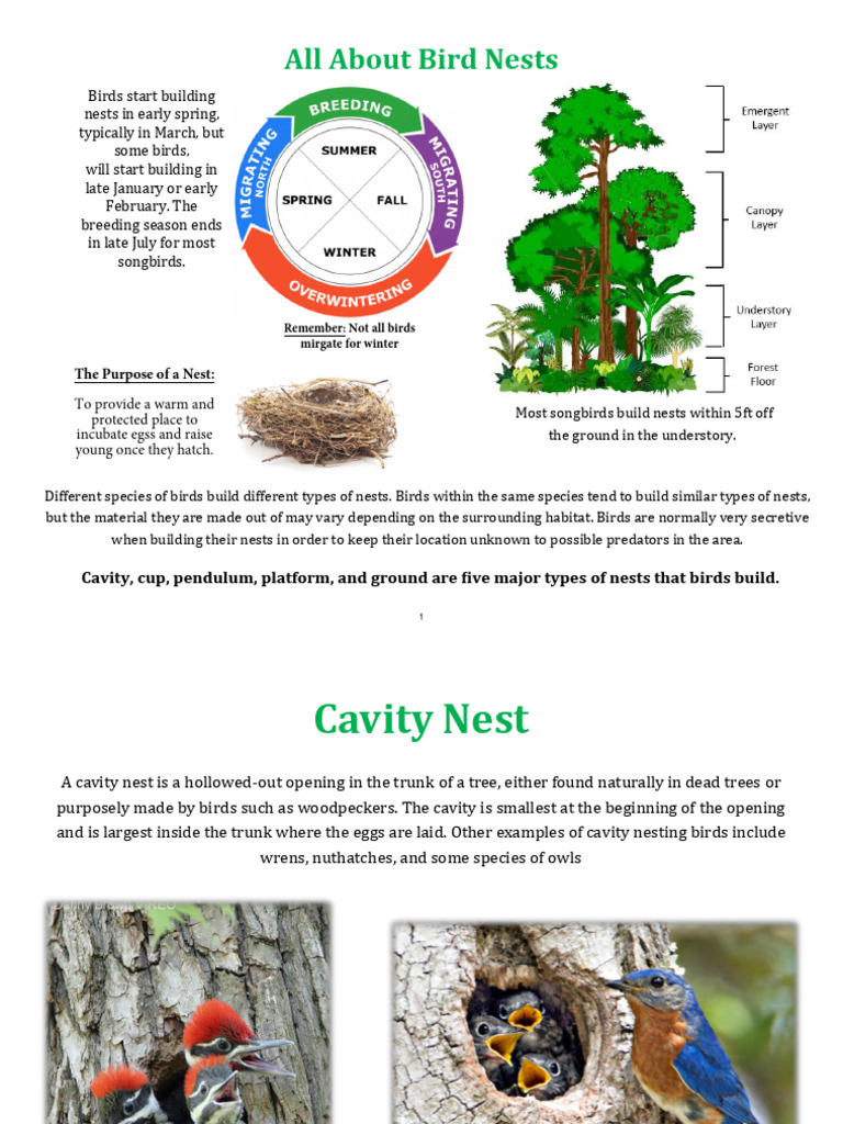 Bird Nests | PDF | Birds | Ornithology