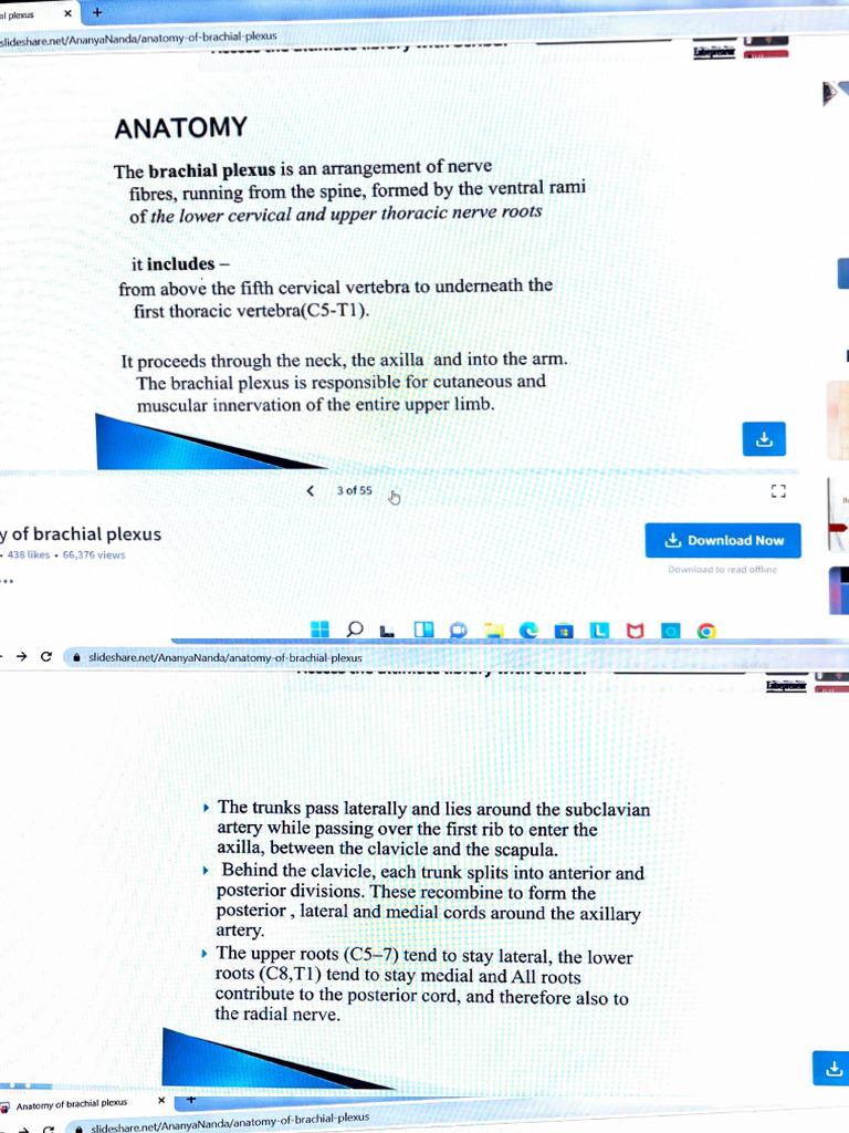 Brachial Plexus Anat | PDF
