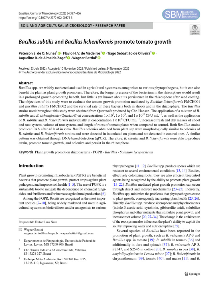 Bacillus Subtilis And Bacillus Licheniformis Promote Tomato Growth