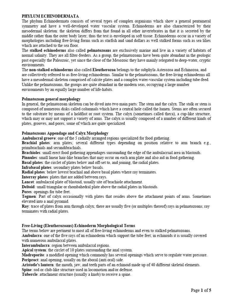 PHYLUM ECHINODERMATA-1 (Gey 313) | PDF | Science & Mathematics