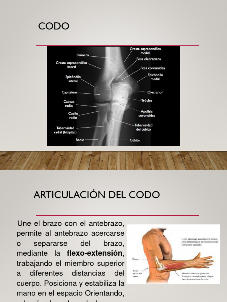 Codo, Mano y Muñeca | PDF | Codo | Mano