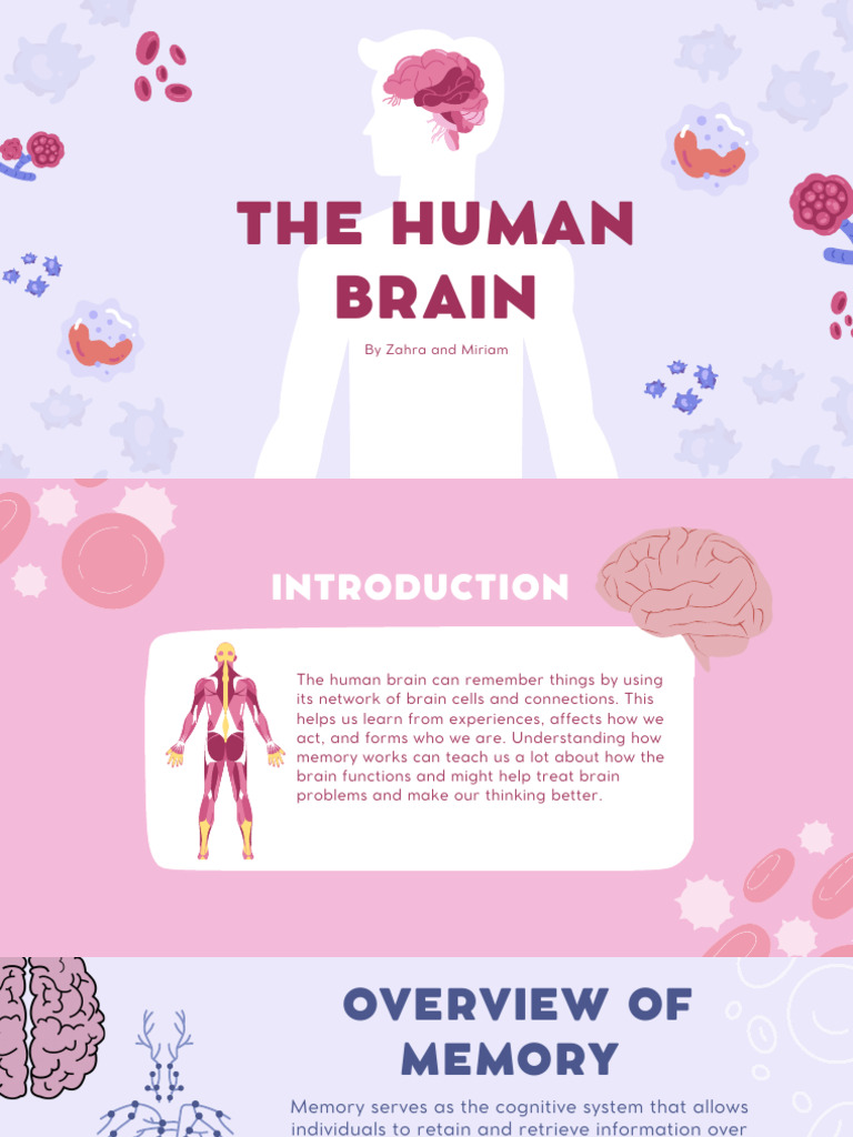 The Human Brain 2 | Download Free PDF | Memory | Long Term Memory