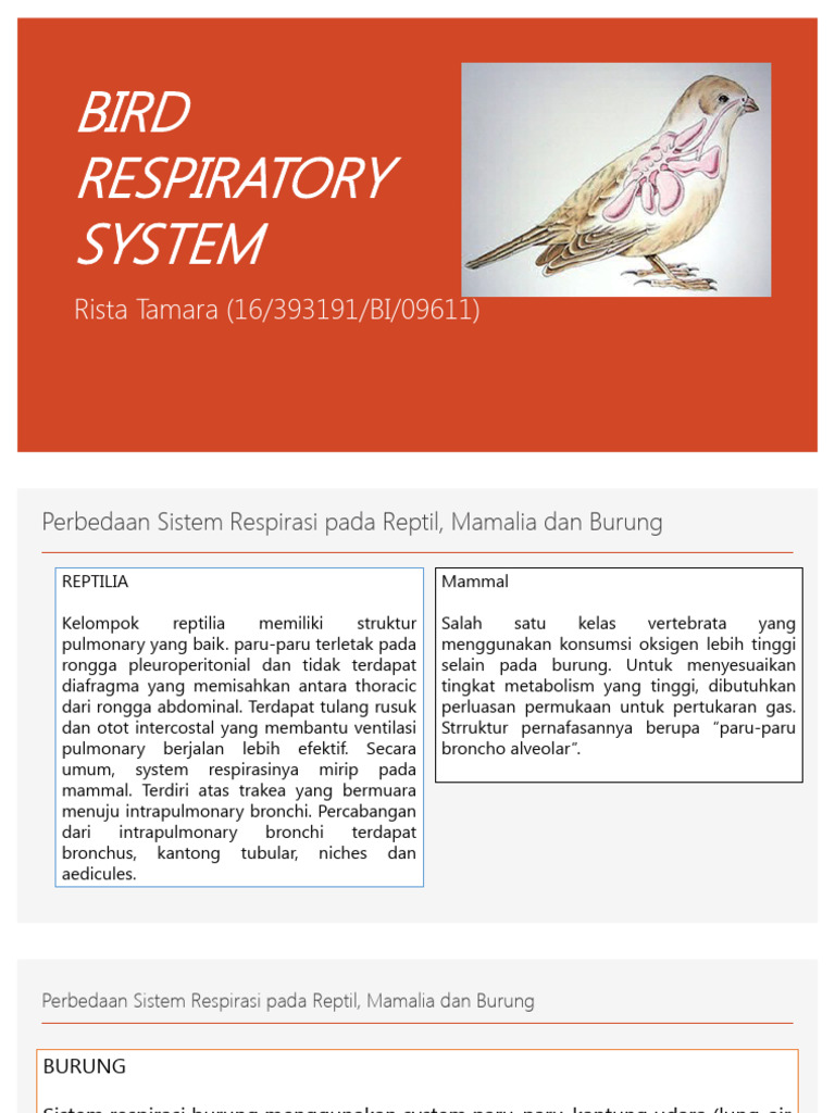 Rista - Sis. Respirasi Pada Burung | PDF | Sains & Matematika