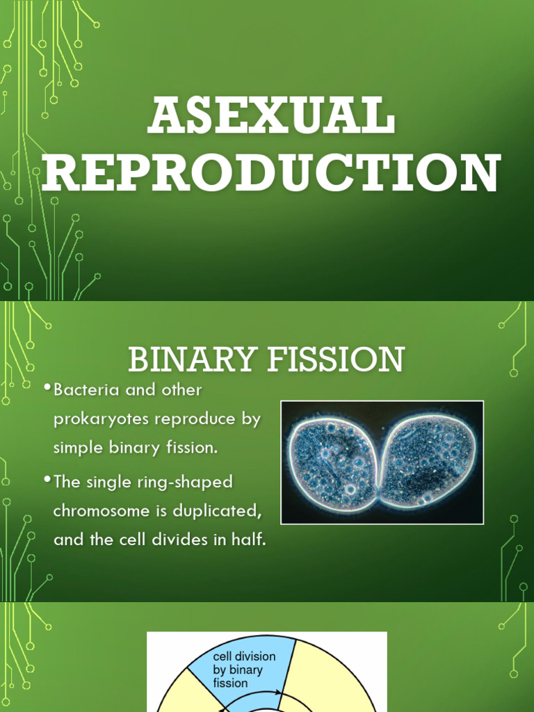 GB2 Asexual Reproduction | PDF | Mitosis | Chromosome