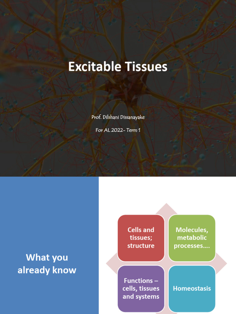 Excitable Tissues AL 2021 Nerve Handout | PDF | Neuron | Action Potential