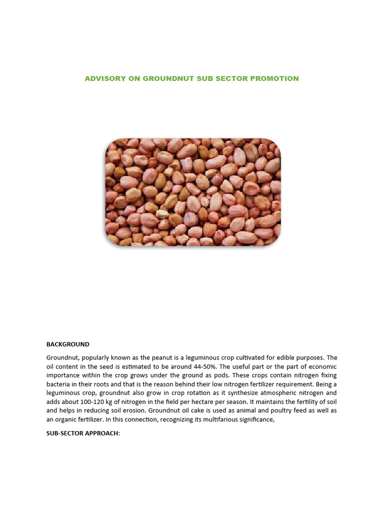 Groundnut | PDF | Legume | Peanuts