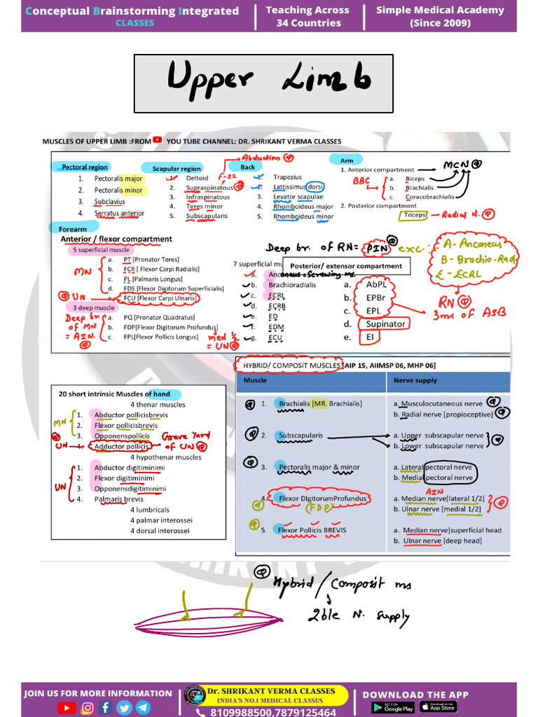 Upper Limb Pdf Neuroanatomy Musculoskeletal System