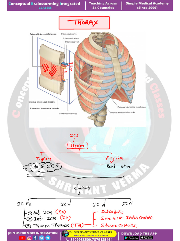 Thorax | PDF | Thorax | Circulatory System