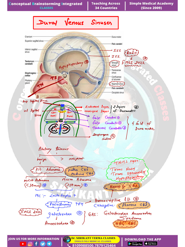 HNF B | PDF | Human Head And Neck | Central Nervous System