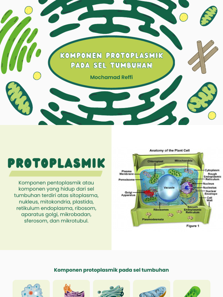 Komponen Protoplasmik Sel Tumbuhan | PDF