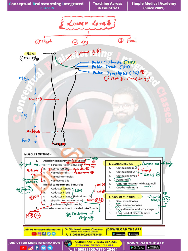 Lower Limb | PDF | Human Leg | Anatomy