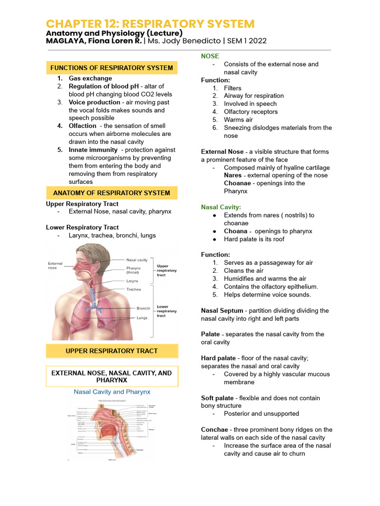 Anaphy 12 | Download Free PDF | Lung | Respiratory Tract