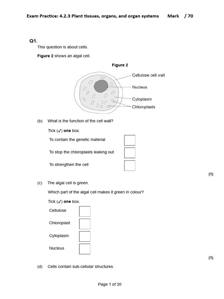 Plant Tissues and Organ Functions | PDF | Leaf | Stoma