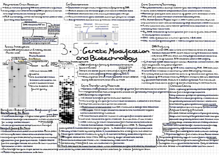 IB SL Biology - Topic 3.5 | PDF | Microsatellite | Polymerase Chain ...