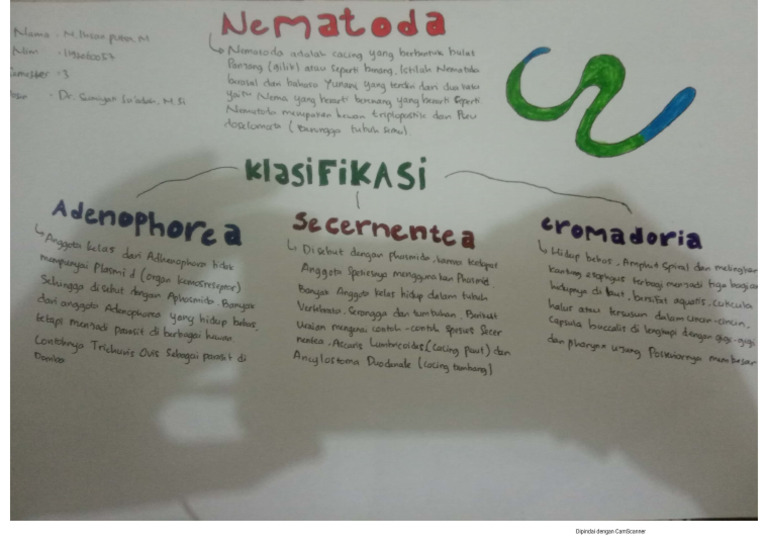 Muhamad Ihsan Putra Mahendra - 1192060057 - Mind Map Nematoda | PDF