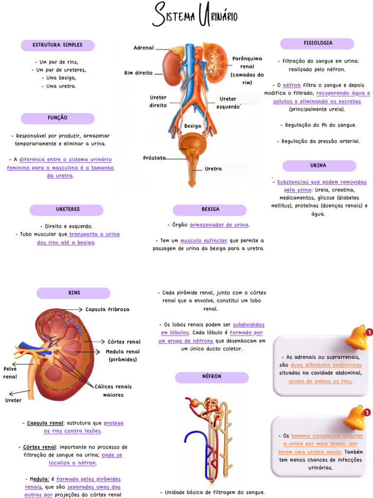 Anatomia - Urinario | PDF | Rim | Sistema urinário
