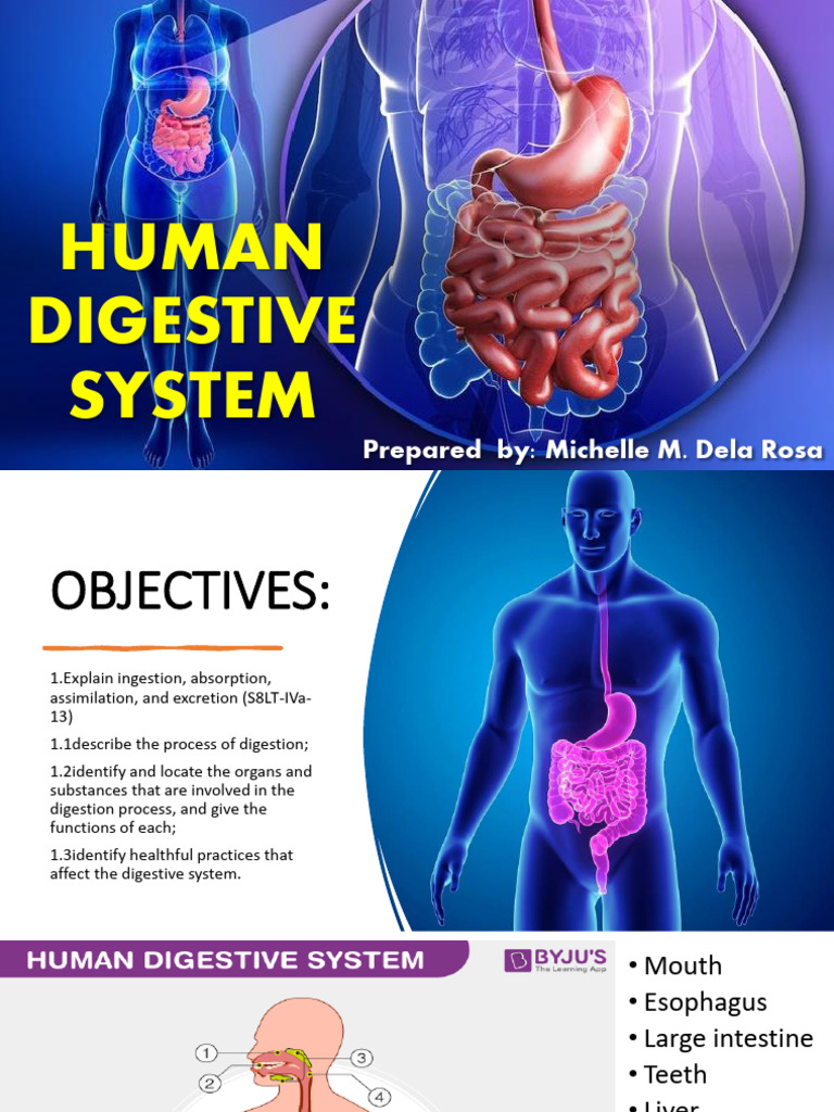 Human Digestive System | Download Free PDF | Digestion | Stomach
