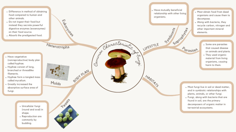 common characteristic of fungi | PDF | Fungus | Foods