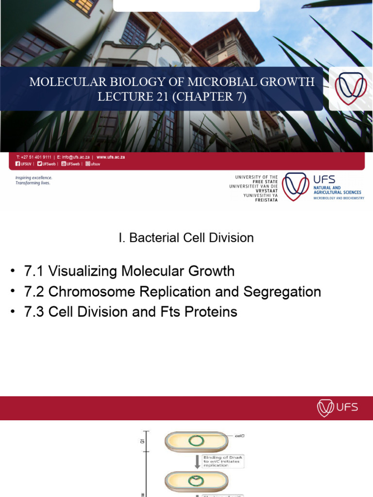 MCBP 2616 Lecture 21 | PDF | Dna Replication | Cell (Biology)
