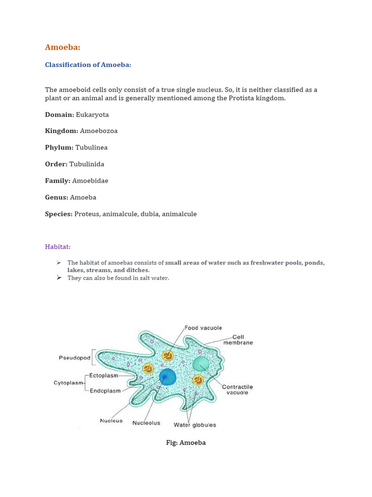 Amoeba | PDF