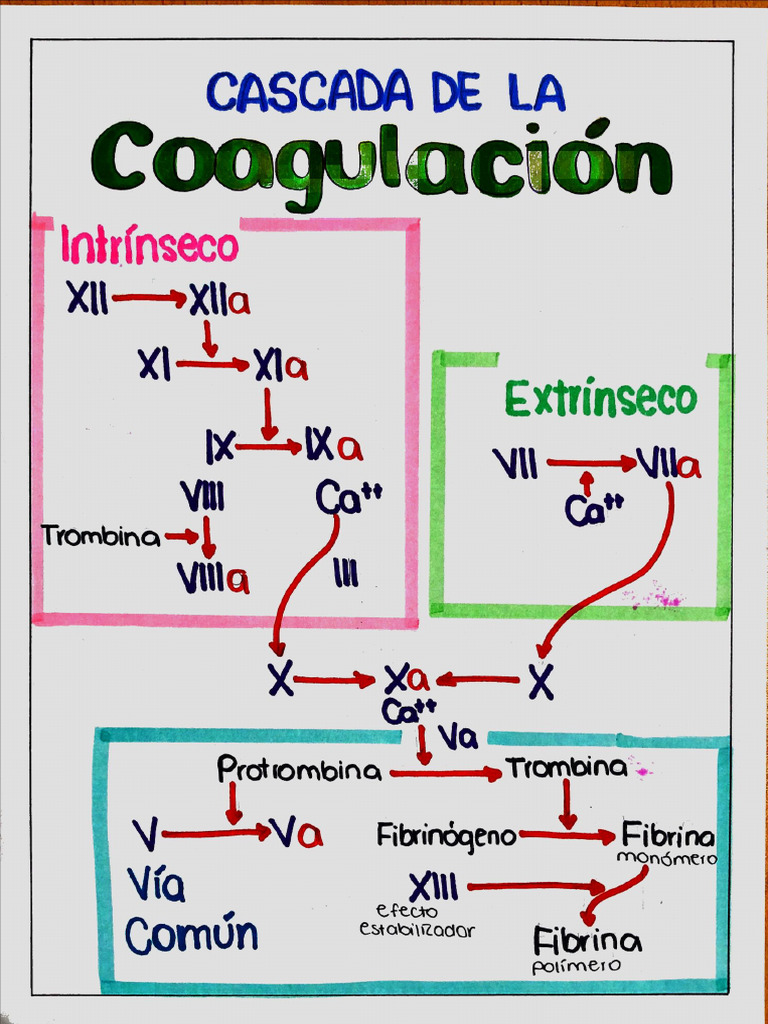 Cascada de Coagulación - Andrade Melanie 3B | PDF