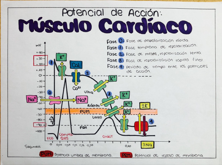 Potencial de Acción Cardiaco - Andrade Melanie 3B | PDF