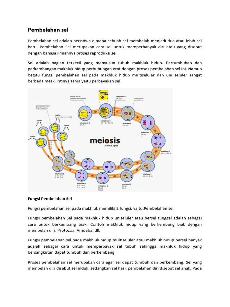 Proses dan Fungsi Pembelahan Sel | PDF