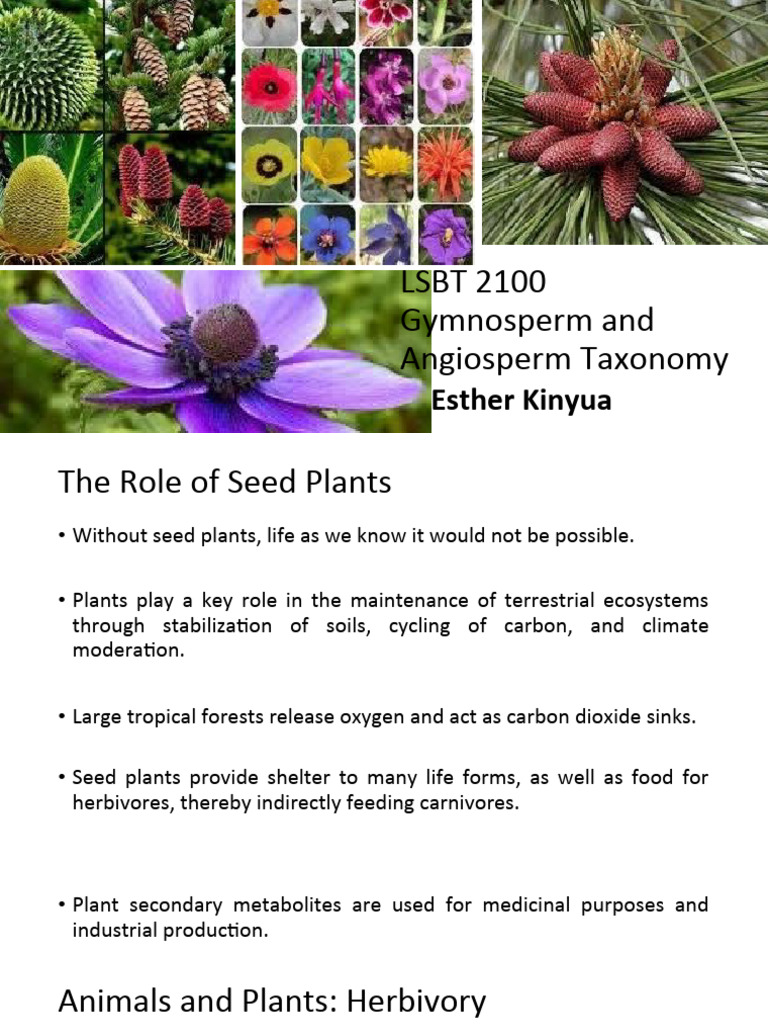 Lecture 6 LSBT 2100 Gymnosperm and Angiosperm Taxonomy-1 | PDF ...