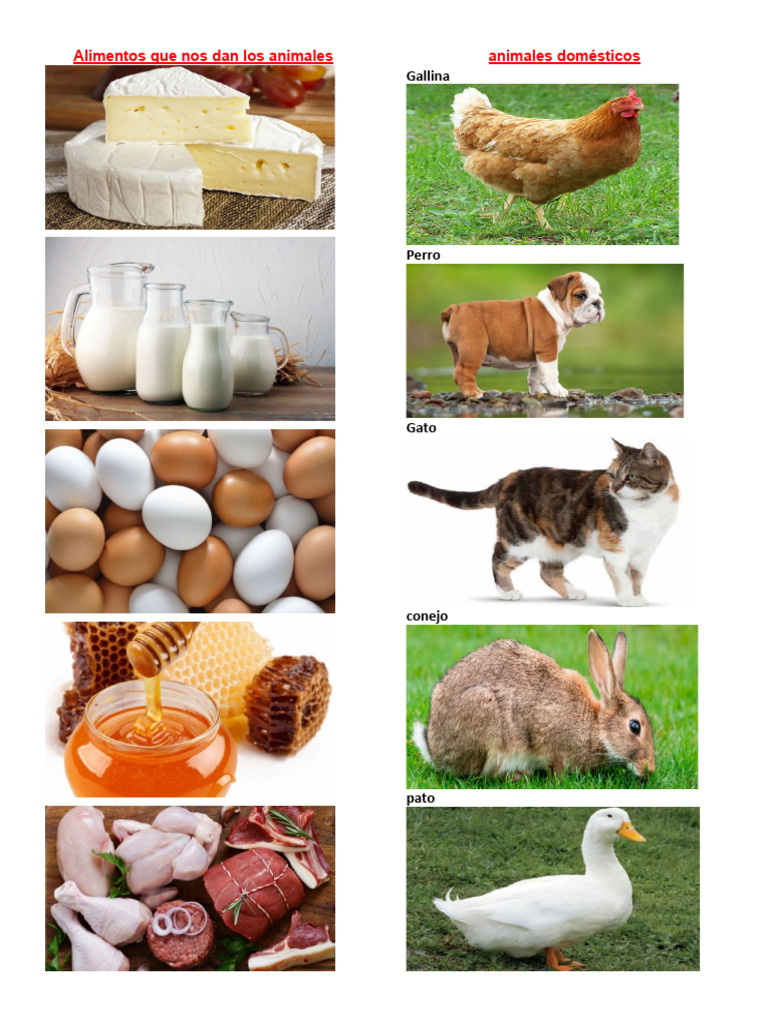 Animales que nos dan alimentos | PDF | Ciencia y matemáticas