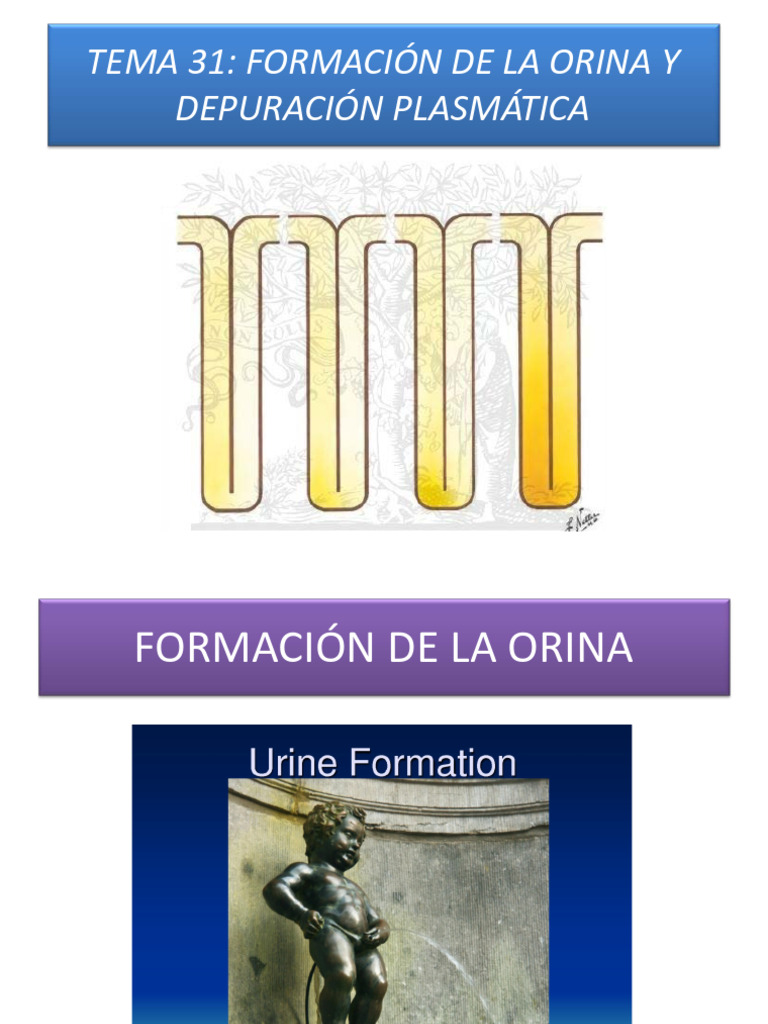 Formación de La Orina y Depuración Plasmática | Descargar gratis PDF ...