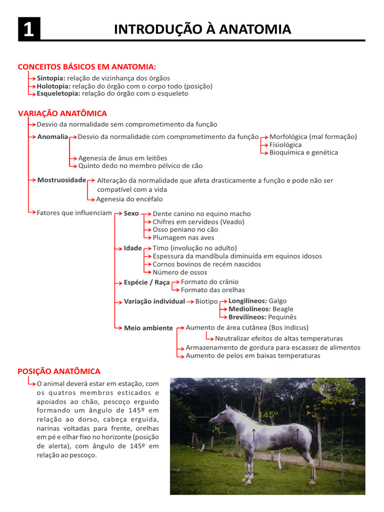 Resumo Anatomia I Veterinária 1 | PDF | Anatomia | Cães