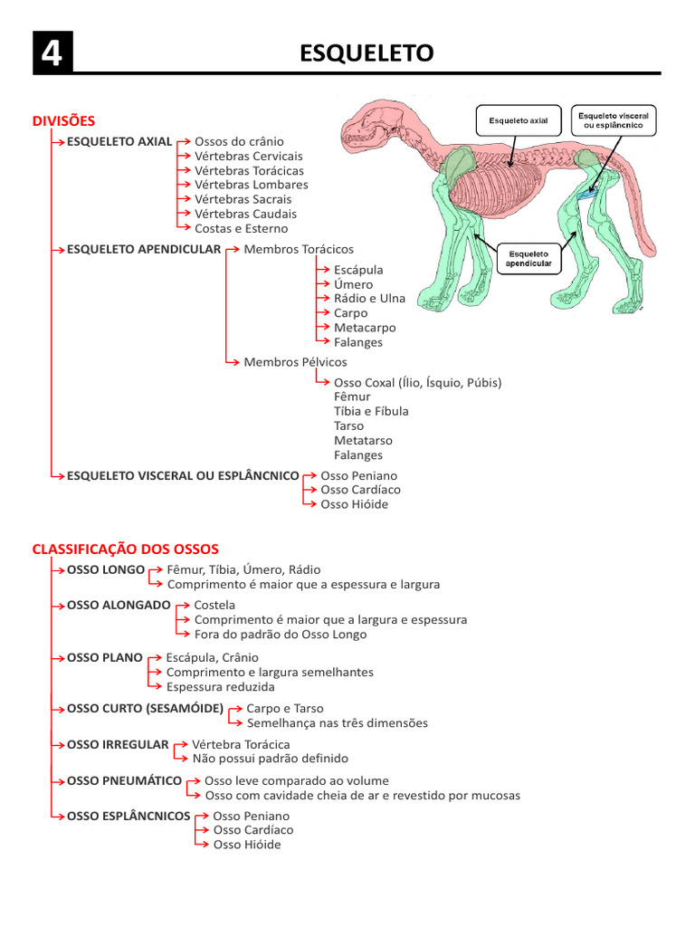 Resumo Anatomia I Veterinária 6 | PDF