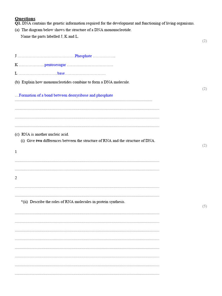 Exam Questions (The Structure of DNA and RNA) | PDF | Dna | Nucleic ...