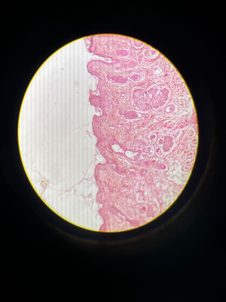 Histology Block 3 | PDF