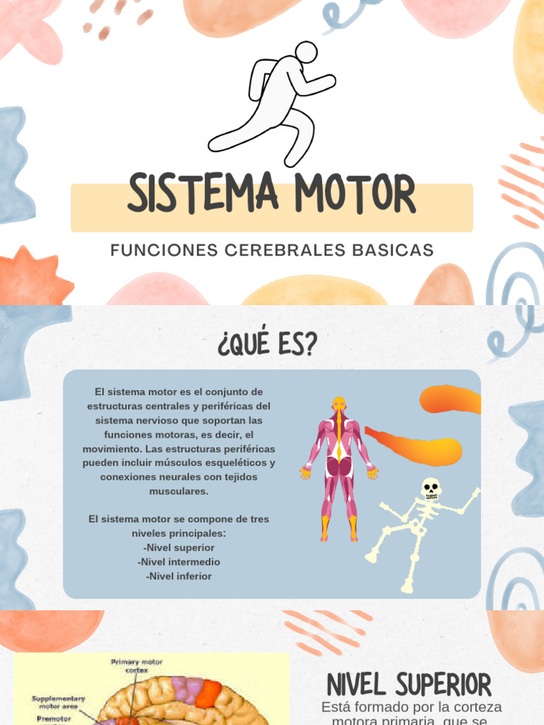 Presentación sistema motor | PDF | Músculo | Cerebro