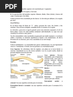 Anatomía del Cúbito: Estructura y Función | PDF | Codo | Extremidades ...
