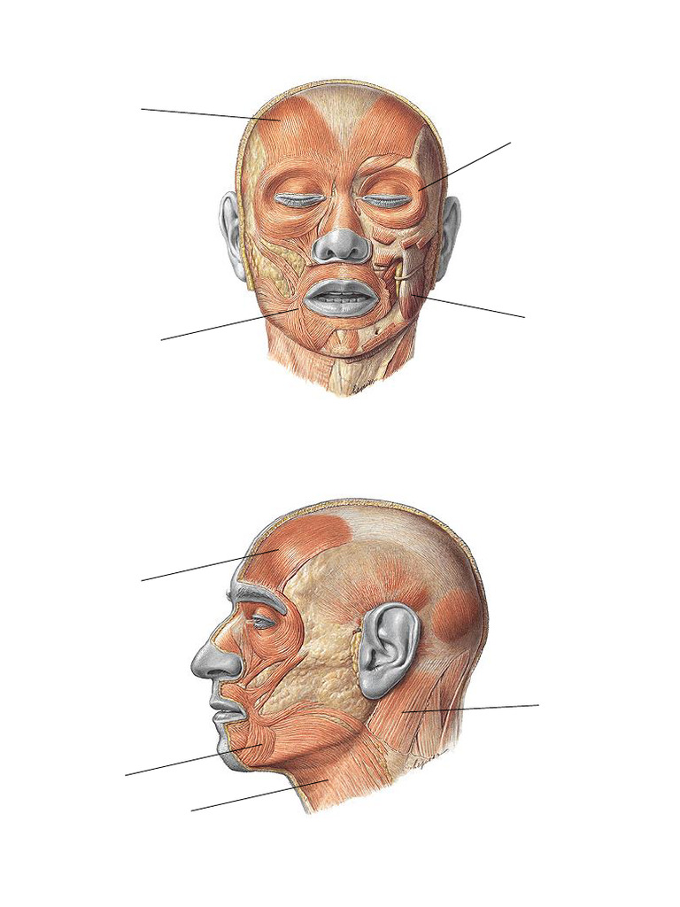 Misici Glave I Vrata | PDF
