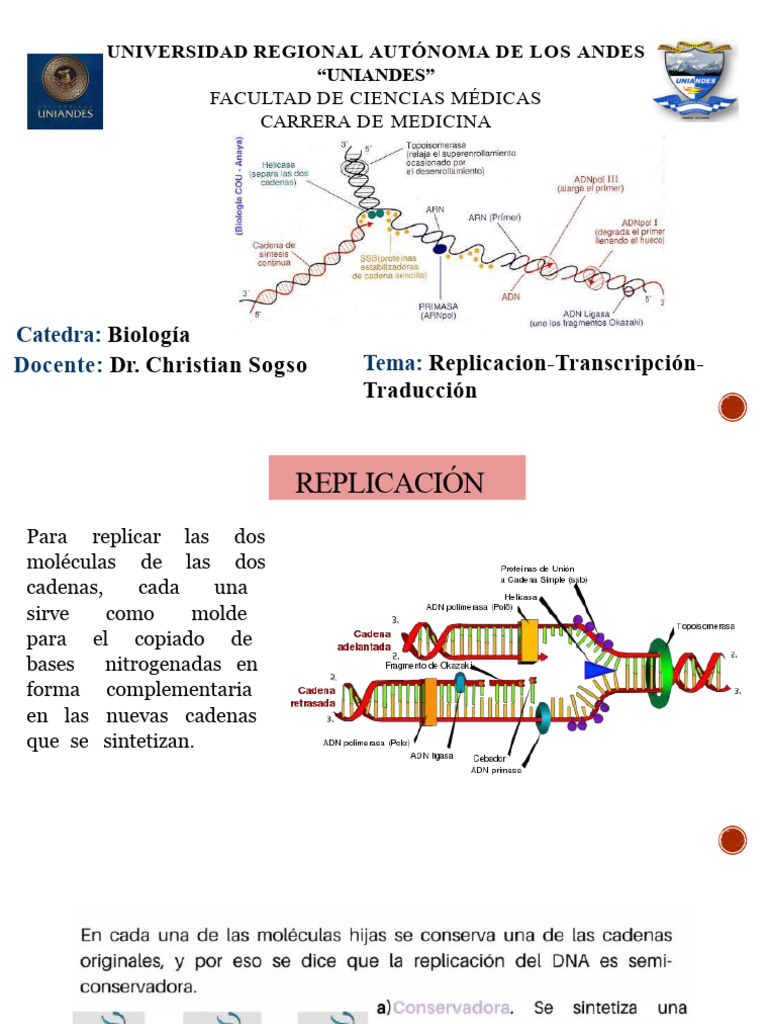 Biologia REPLICACION-TRANSCRIPCION-TRADUCCION (ADN) | PDF | Rna | Adn