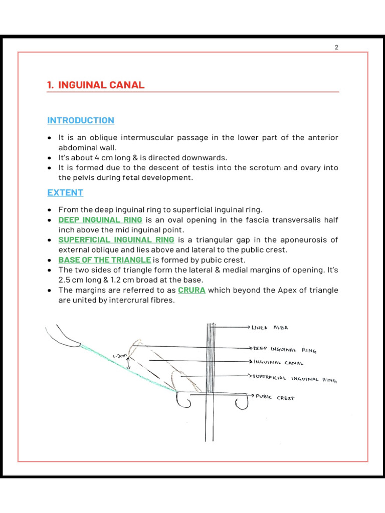 Inguinal Canal | PDF