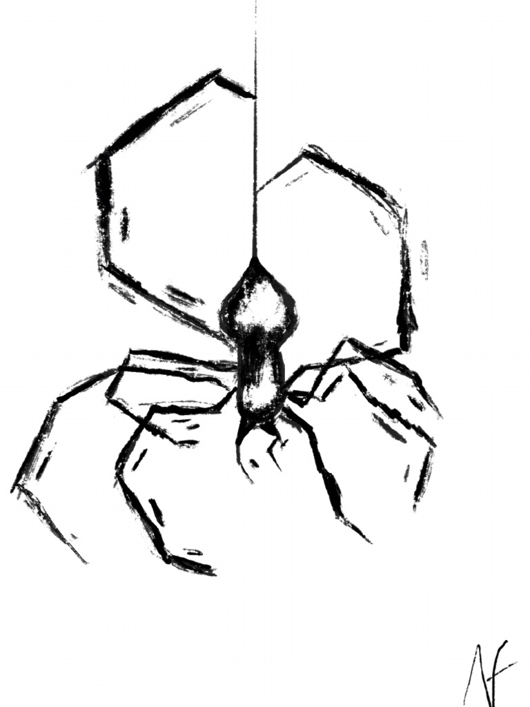 Spider Sketch - Natalia | PDF