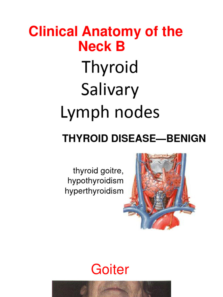 13) Thyroid, Salivary Glands, Lymph Nodes | PDF | Thyroid | Thyroid Disease